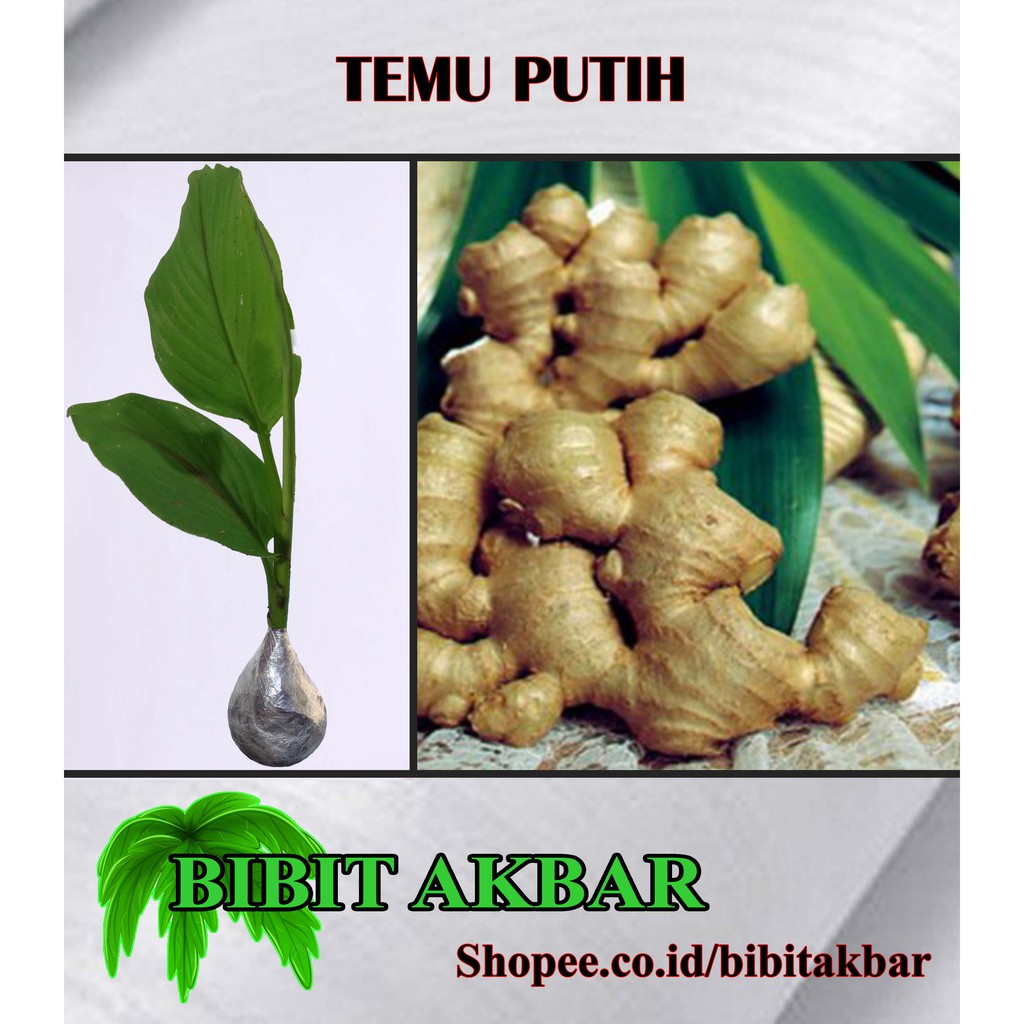 Jual Bibit Tanaman Temu Putih | Shopee Indonesia