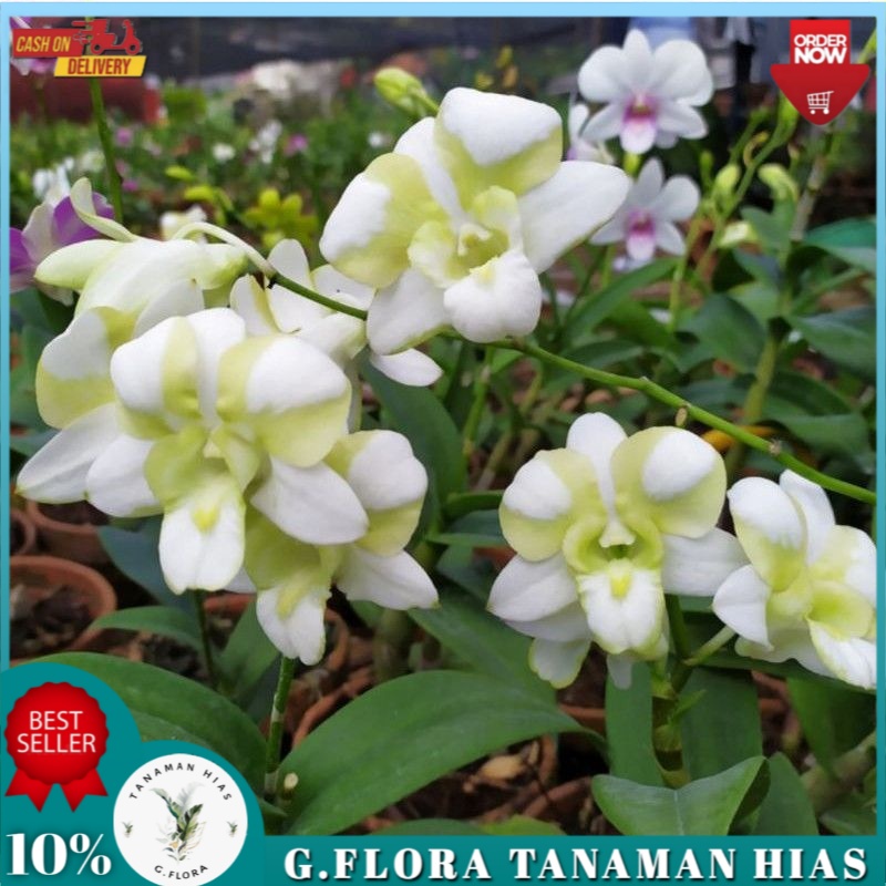 Jual Anggrek Dendrobium Liberty White Dewasa GFLORA | Shopee Indonesia