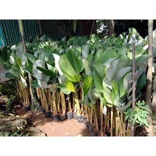 Jual Tanaman taman calathea pisang / calatea /calathea pisang kipas ...
