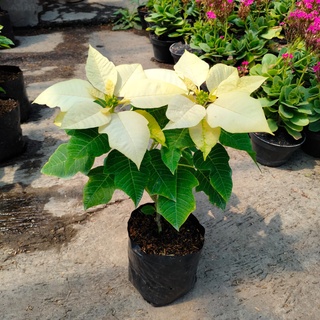 Jual tanaman hias katusba berbagai macam warna/ tanaman hias katsuba ...