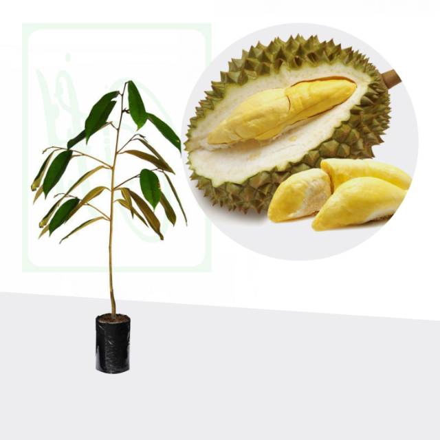 Jual TANAMAN BUAH DURIAN KANE CANE KANI CHANEE Indonesia|Shopee Indonesia