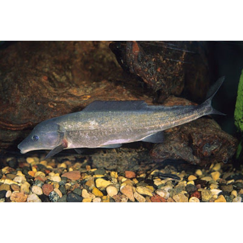 Jual Mormyrid Baby Dolphin Ikan Lumba-Lumba | Shopee Indonesia