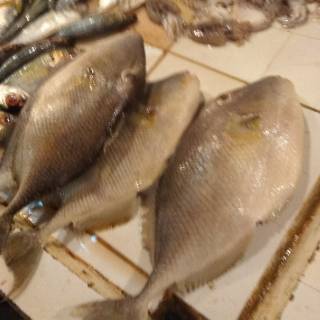 Jual ikan etong segar / ikan ayam ayam segar min 1kg | Shopee Indonesia
