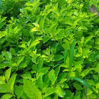 Jual Tanaman wareng kuning | Shopee Indonesia