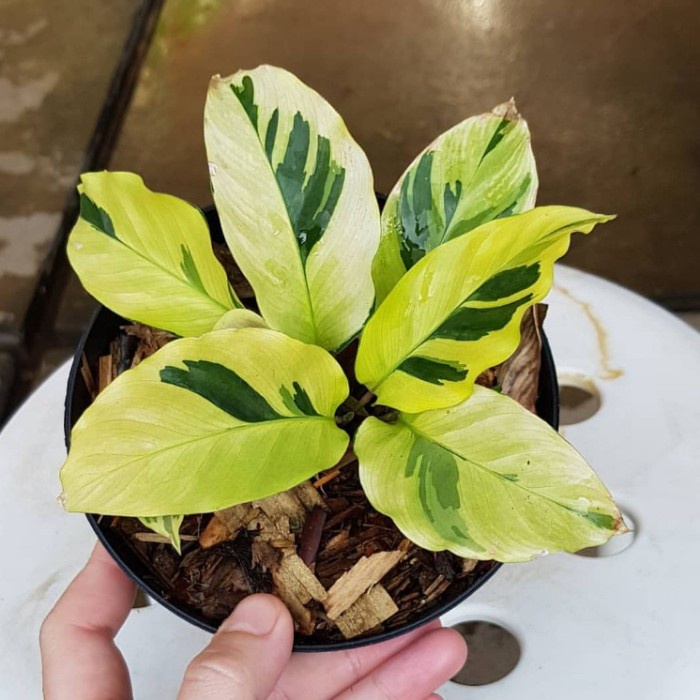 Jual Bunga Calathea Golden Kuning Tanaman hias Calathea Golden Kuning ...