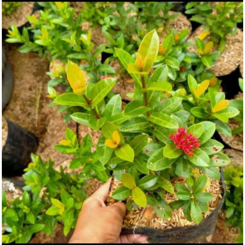 Jual tanaman soka india / tanaman hias sika india / pohon soka india ...