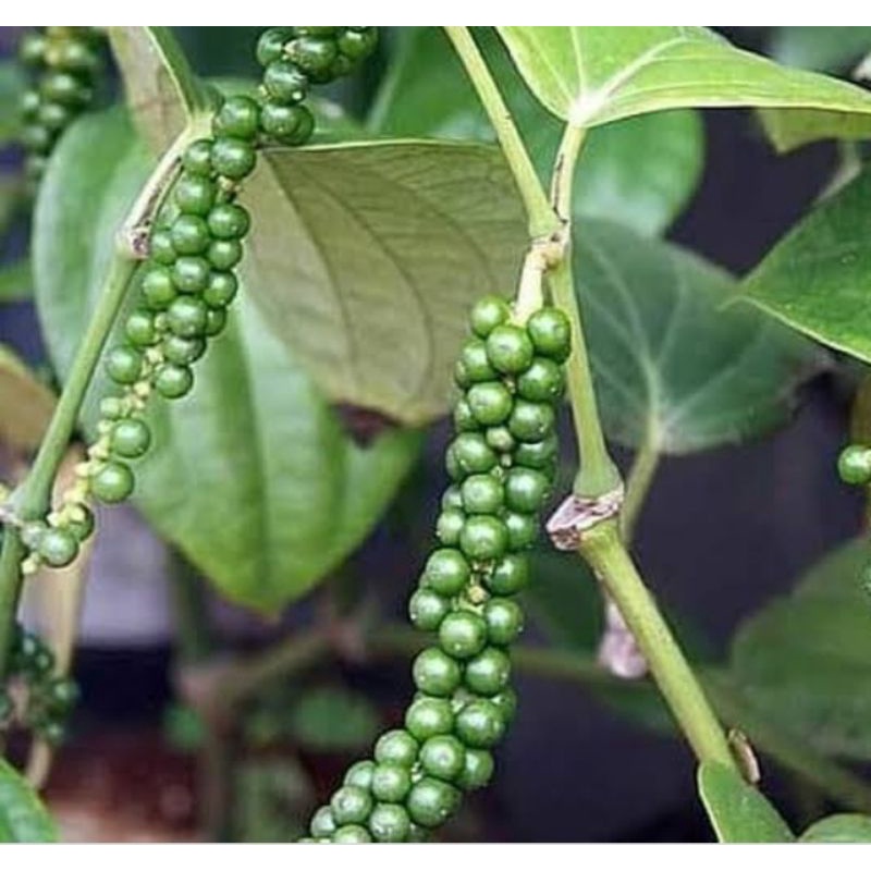 Harga bibit lada hijau Terbaru Okt 2025 | BigGo Indonesia