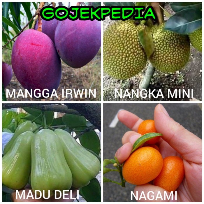 Jual Paket 4 Pohon Buah ( Mangga Irwin Nangka Mini Jambu Madu Deli ...