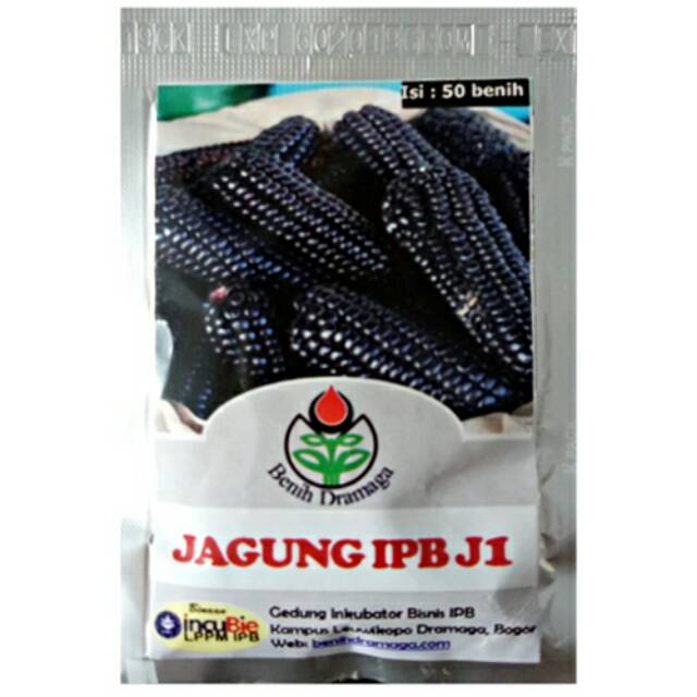 Jual Benih Jagung Hitam IPB J1 50 Biji – Dramaga Indonesia|Shopee Indonesia