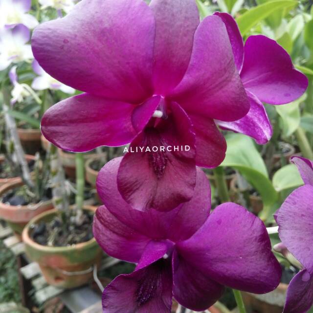 Jual Anggrek dendrobium mermery ruby | Shopee Indonesia