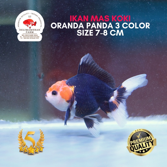 Jual IKAN MAS KOKI ORANDA PANDA 3 COLOR SIZE 7-8 CM | Shopee Indonesia