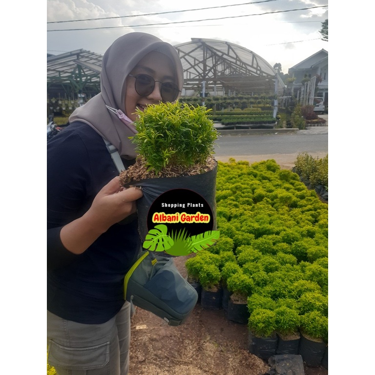 Jual Brokoli hijau daun unik dan cantik Tanaman hias hidup outdor tahan ...