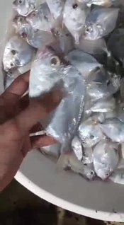 Jual Ikan Petek Ikan Pepetek Segar Hasil Laut Segar 1 Kg | Shopee Indonesia