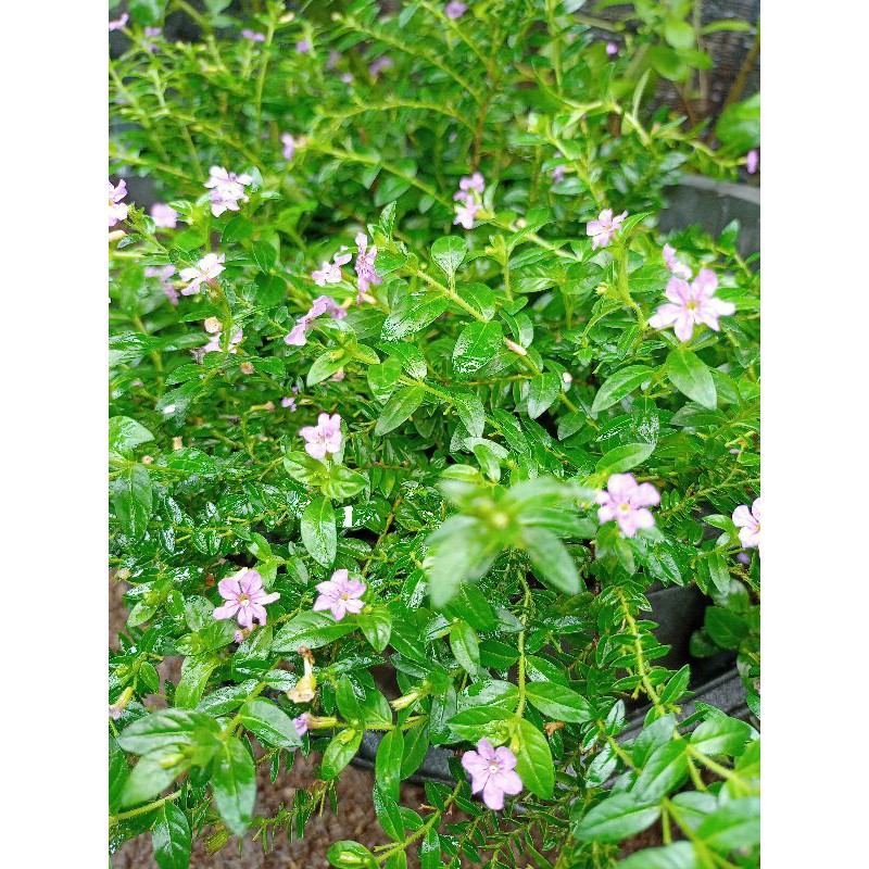 Jual Tanaman bunga Taiwan ungu | Shopee Indonesia