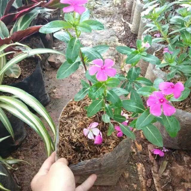 Jual tanaman hias tapak dara - bunga tapak dara | Shopee Indonesia