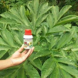 Simak! Gambar Tanaman Walur yang Wajib Disimak! - Informasi Seputar ...