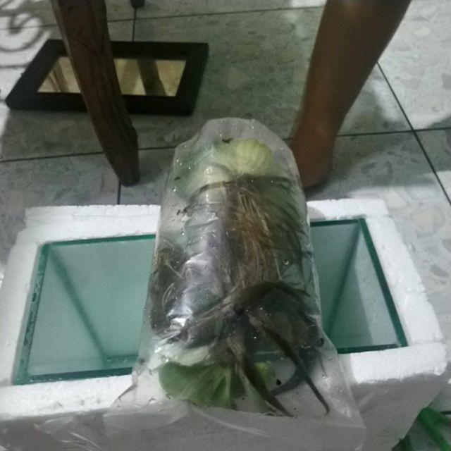 Soliter ikan cupang soliter cupang soliter murah soliter selfie extra ...