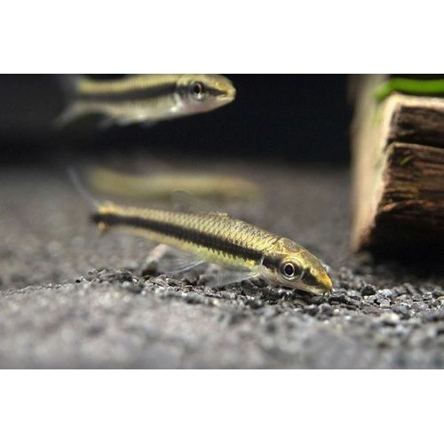 Jual Hiasan Aquascape - SAE Fish (Siamese Algae Eater) Ikan Pemakan ...