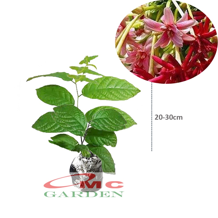 Jual Tanaman Hias Melati Belanda Ceguk Merambat Atap Pergola Kanopi ...