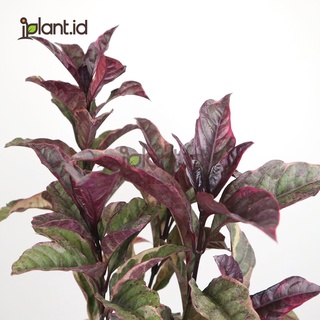 Jual Melati Jepang Merah | Shopee Indonesia