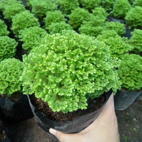 Jual Rumput Ambon Tanaman Hias Lumut Ambon Hijau Cantik | Shopee Indonesia