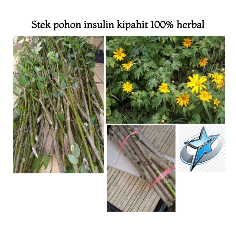 Jual Stek Pohon Insulin Kipahit Herbal Alami 100% Harga Per Pcs ...