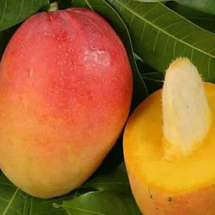 Jual Ide Bibit Tanaman Buah Mangga Yuwen Pohon Mangga Taiwan Merah ...