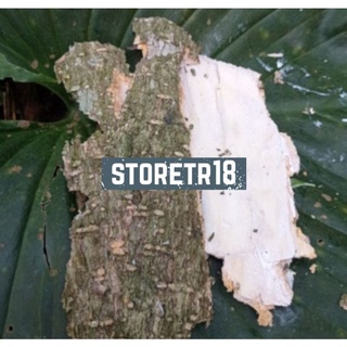 Jual Kulit pohon pule atau pohon lame segar 500 gram | Shopee Indonesia