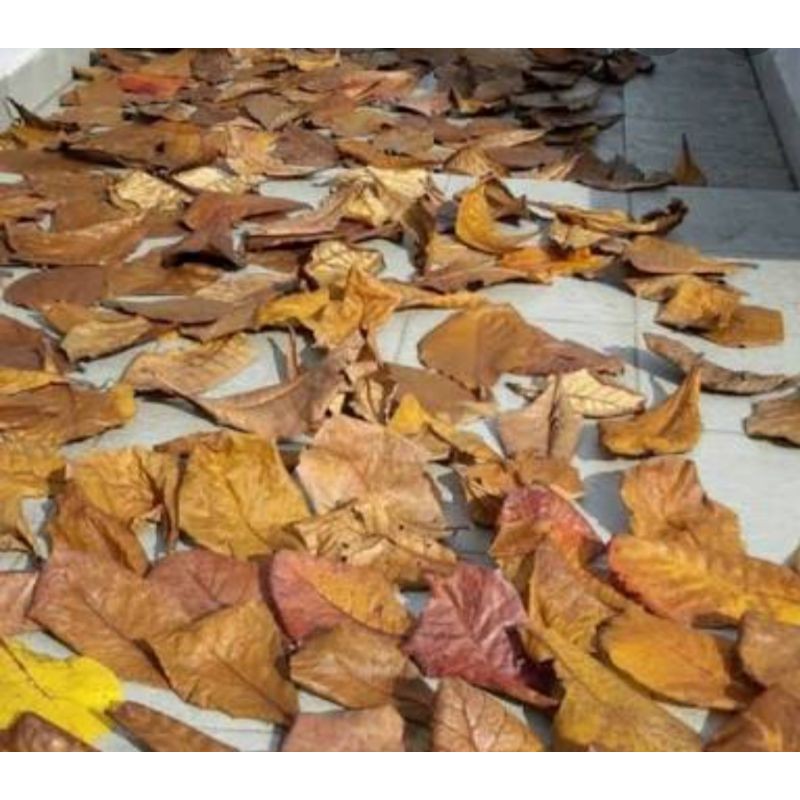 Jual Daun Ketapang Kering lembar daun per paket 5 lembar | Shopee Indonesia