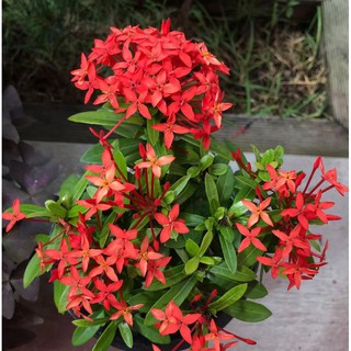 Jual Tanaman Hias Hidup Bunga Soka Merah - Bunga Asoka Merah - Bunga ...