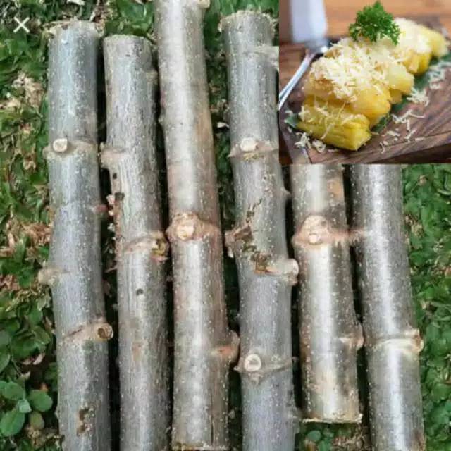 Jual Stek singkong keju ukuran panjang 20 cm | Shopee Indonesia