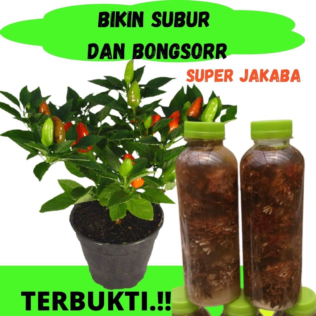 Jual BIANG JAMUR JAKABA ASLI | Shopee Indonesia