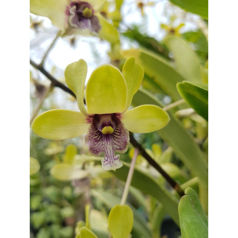 Jual Dendrobium Violaceoflavens spesies (anggrek besi) | Shopee Indonesia