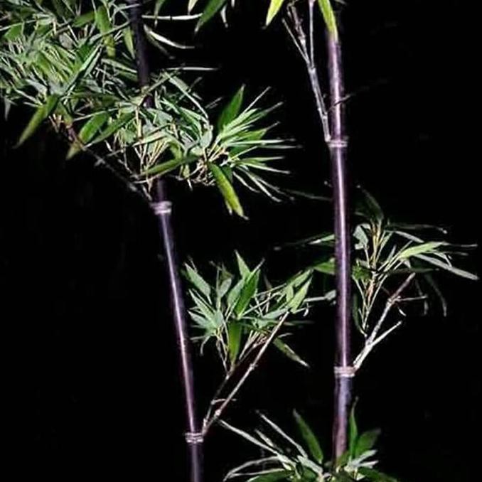 Jual Pusat Benih Tanaman. Benih Tanaman Bambu Ungu / Emas / Susu ...