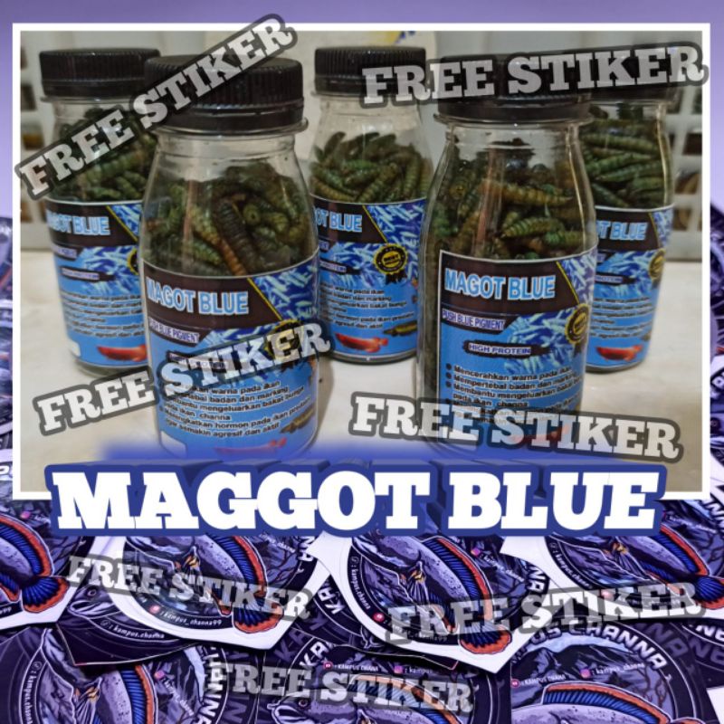Jual MAGGOT BLUE SUPER FREE STICKER | Shopee Indonesia