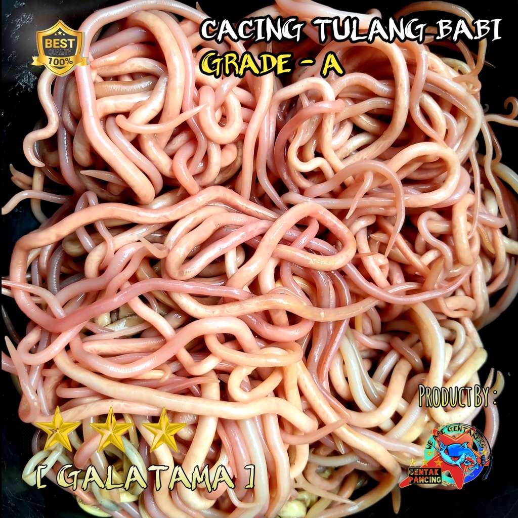 Jual Cacing Tulang Babi Grade A 50 gr Umpan Galatama Lele / Bawal ...