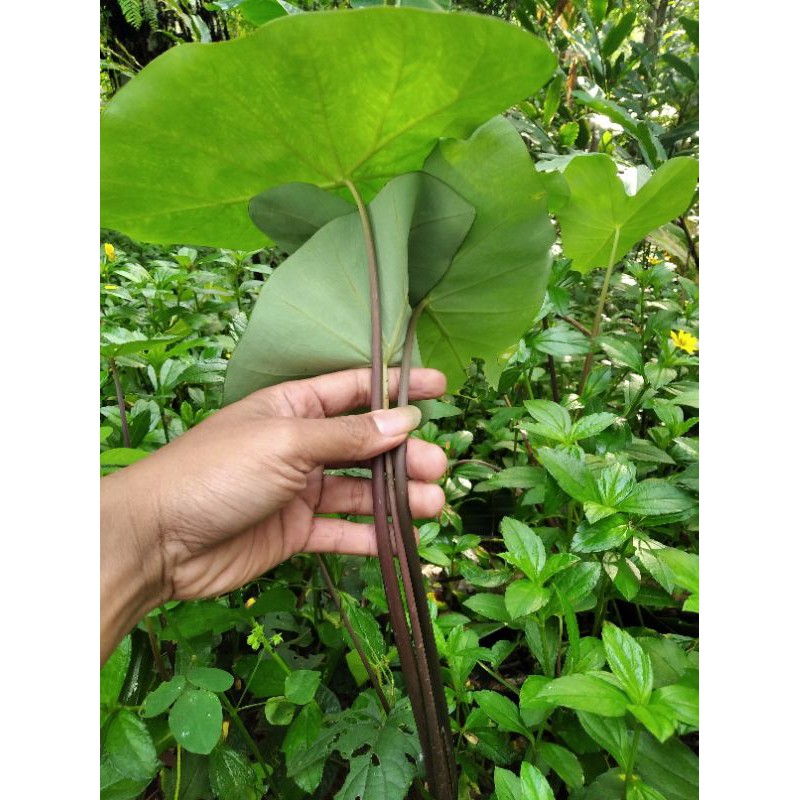 Jual tals hitam talas sente sp hutan murah | Shopee Indonesia