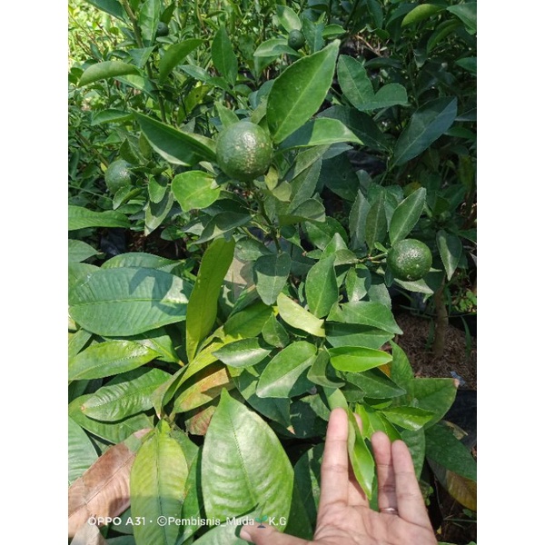 Jual jeruk batu 55 berbuah | Shopee Indonesia