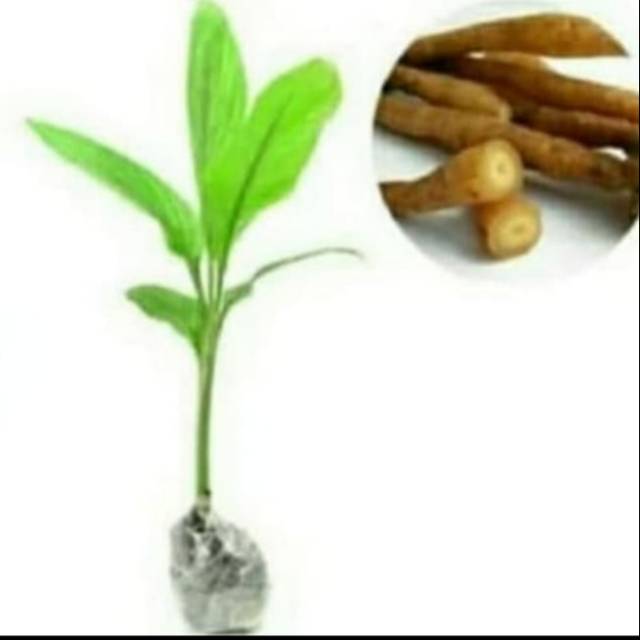 Jual Pohon Temu Kunci-Tanaman Herbal | Shopee Indonesia