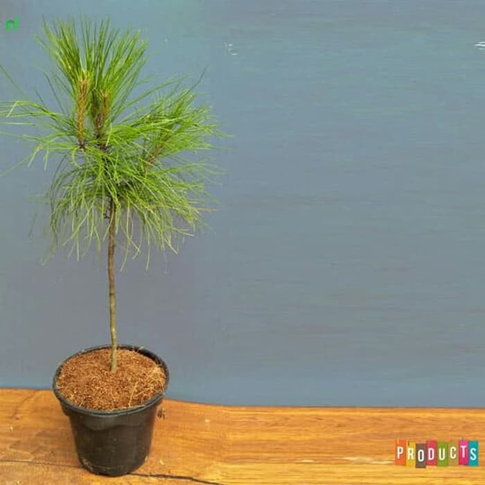 Bibit tanaman Pohon Pinus Merkusii 50 CM UP | Shopee Indonesia