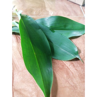 Jual Daun pacing segar per 500 gr | Shopee Indonesia