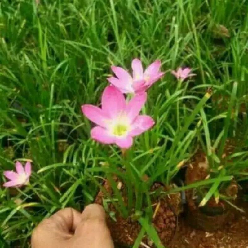 Jual Jual tanaman hias lili hujan bunga pink - lili hujan | Shopee ...