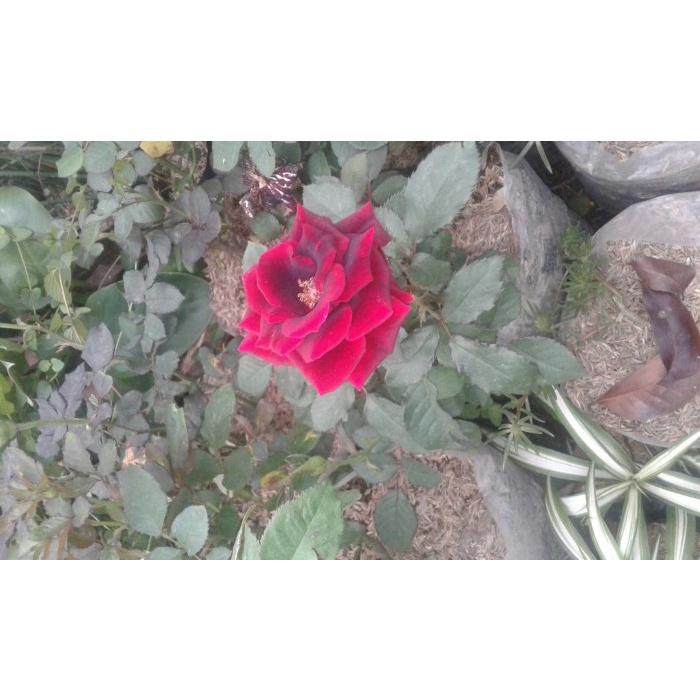 Jual pohon bunga mawar| tanaman mawar | Shopee Indonesia