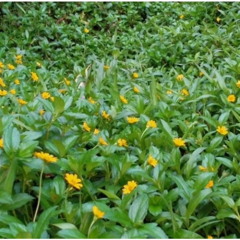 Jual Tanaman Wedelia sphagneticola trilobata Tanaman Bunga Wedelia Murah | Shopee Indonesia