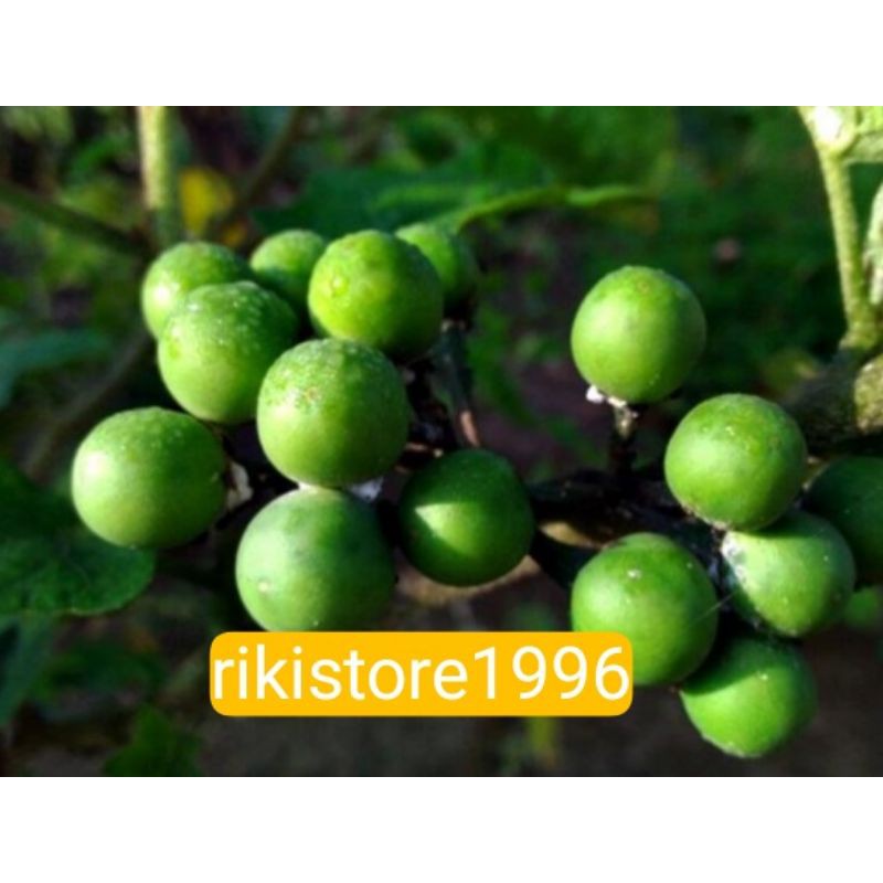 Jual paket hemat 500 grm buah cepokak ataw takokak segar frees | Shopee ...