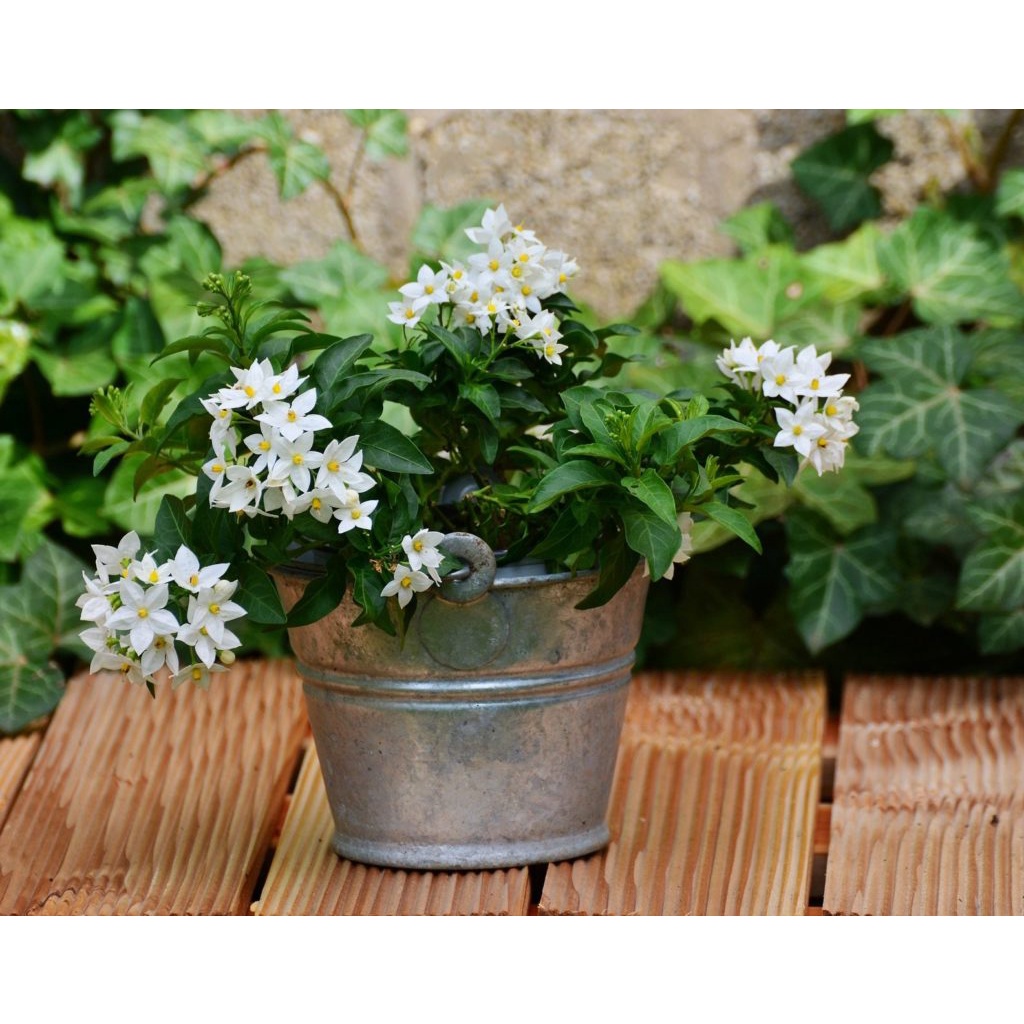 Jual tanaman hias pohon melati wangi / Tanaman hias hidup / Bunga ...