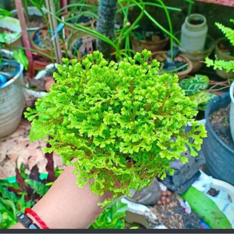 Jual Tanaman hias lumut Ambon Indonesia|Shopee Indonesia