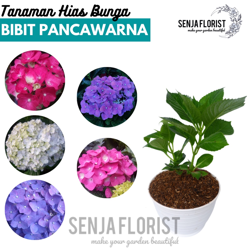 Jual Bibit Tanaman Bunga Pancawarna - Hortensia - Hydrangea - Pecah ...
