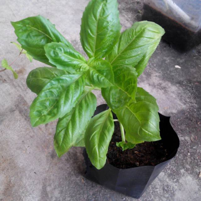 Jual Tanaman basil | Shopee Indonesia