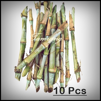 Jual Bibit Rumput Pakchong Pakcong thailand 10 pcs Pakan Ternak Sapi ...